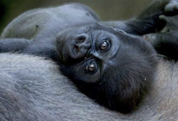 Reception on One Health > WCS EU